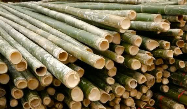Iloilo bamboo growers to train in product dev’t - Iloilo Metropolitan Times