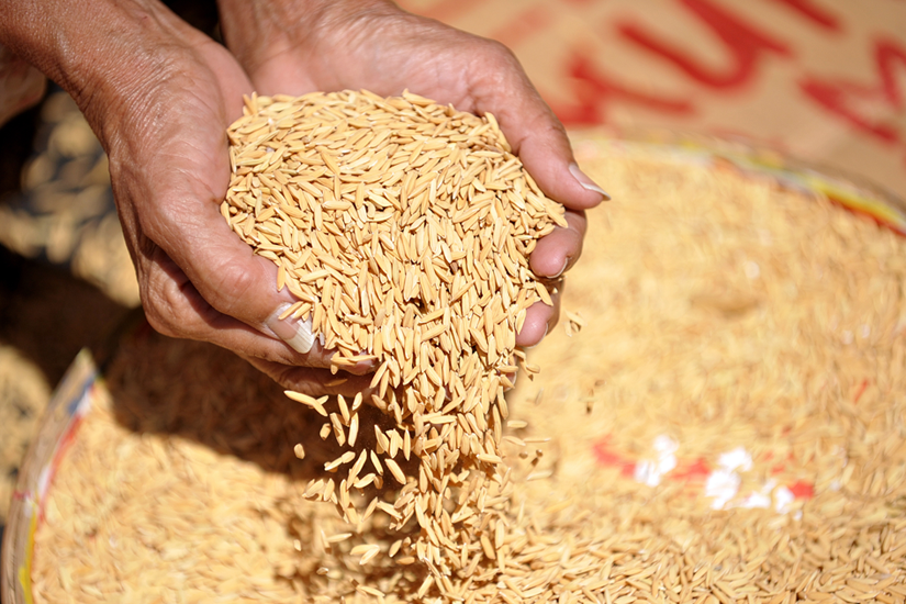 NFA buys palay at P23 to P30 per kilo - Iloilo Metropolitan Times