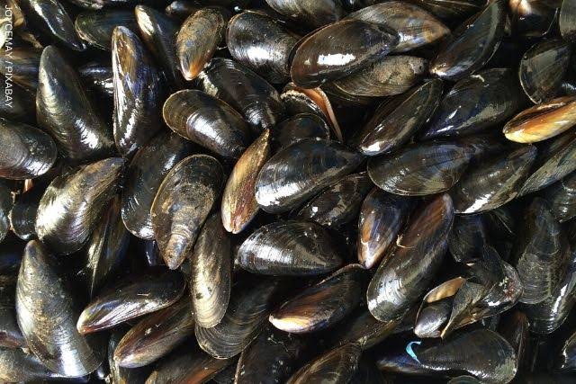 Ilonggos warned against eating shellfish from red tide-affected areas ...