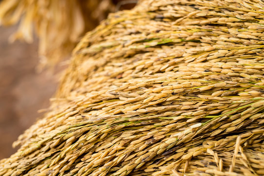 WV remains a major palay-producing region - Iloilo Metropolitan Times