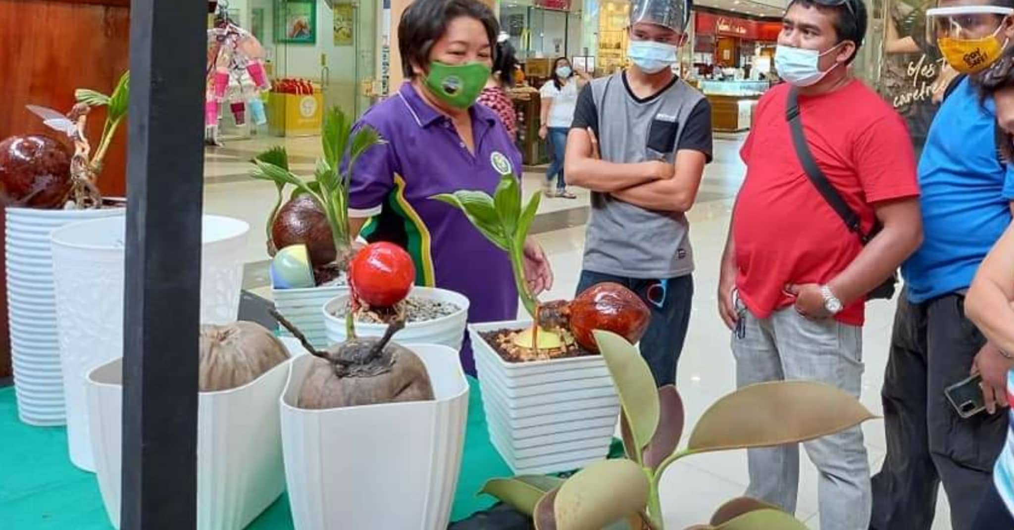 Iloilo scientist grows thousands of coconut bonsai plants - Iloilo ...