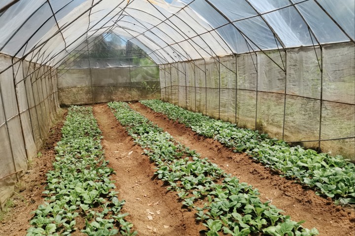 Tubungan town advocates organic farming - Iloilo Metropolitan Times