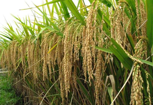 Agri inputs, expanded areas hike WVs’ Q1 palay output - Iloilo ...