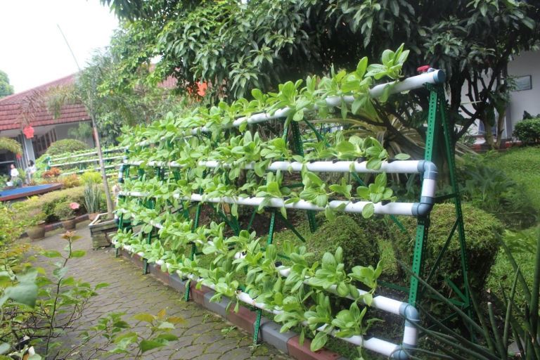 125 Iloilo schools implement vegetable gardening project - Iloilo ...