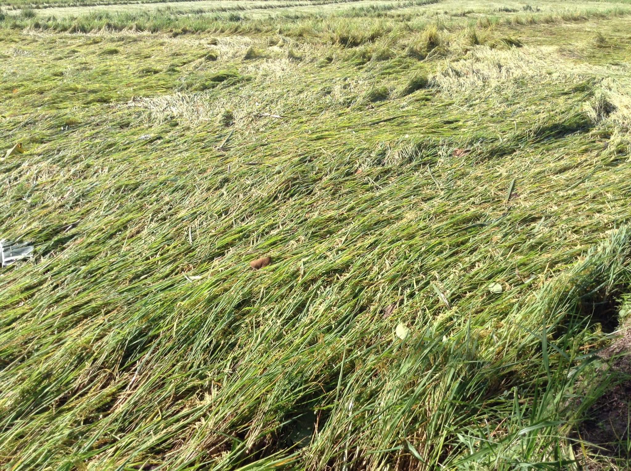 Nearly P1 billion worth of rice crops damaged in Western Visayas ...