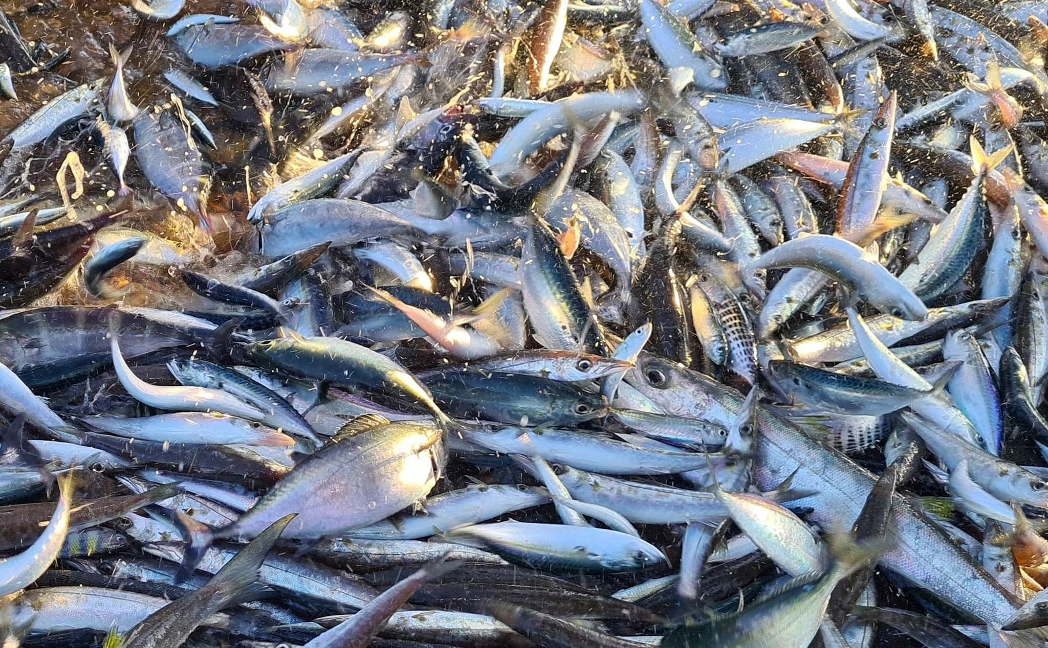 Western Visayas has enough fish supply — BFAR - Iloilo Metropolitan Times