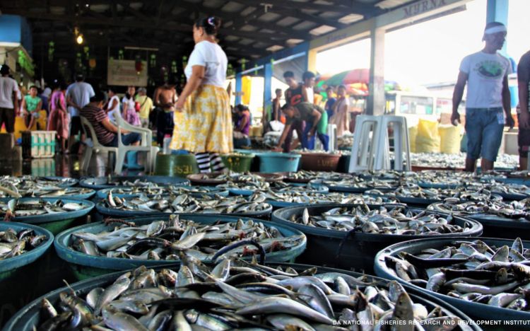PH supply of local sardines sufficient: DA-BFAR - Iloilo Metropolitan Times PH supply of local sardines sufficient: DA-BFAR - Iloilo Metropolitan Times