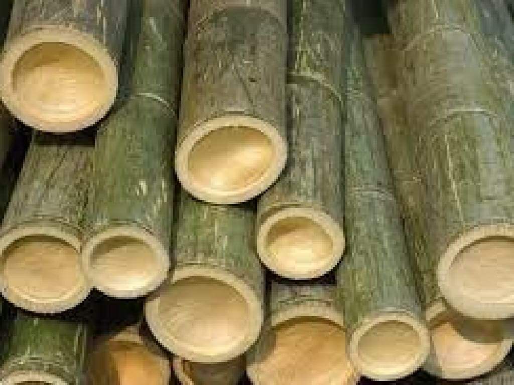 Council maps out strategies to boost bamboo industry in WV - Iloilo ...