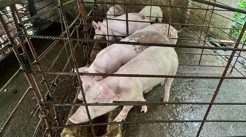 Suspected ASF cases reported in 3 more Iloilo towns - Iloilo ...