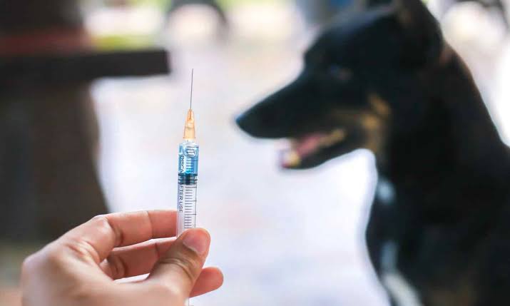 DOH-6: Rabies one of the leading causes of death in WV - Iloilo ...