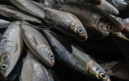El Niño gives breeders chance to grow milkfish production – group ...