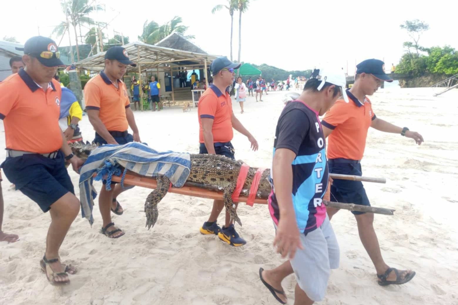 DOT, DENR: Boracay still safe despite crocodile sighting - Iloilo ...