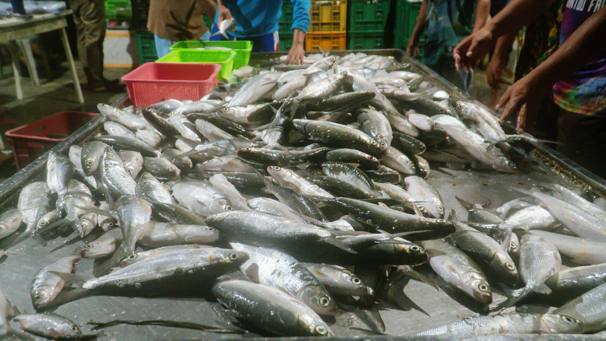 Faster milkfish farming: SEAFDEC/AQD harvests in under 3 months ...