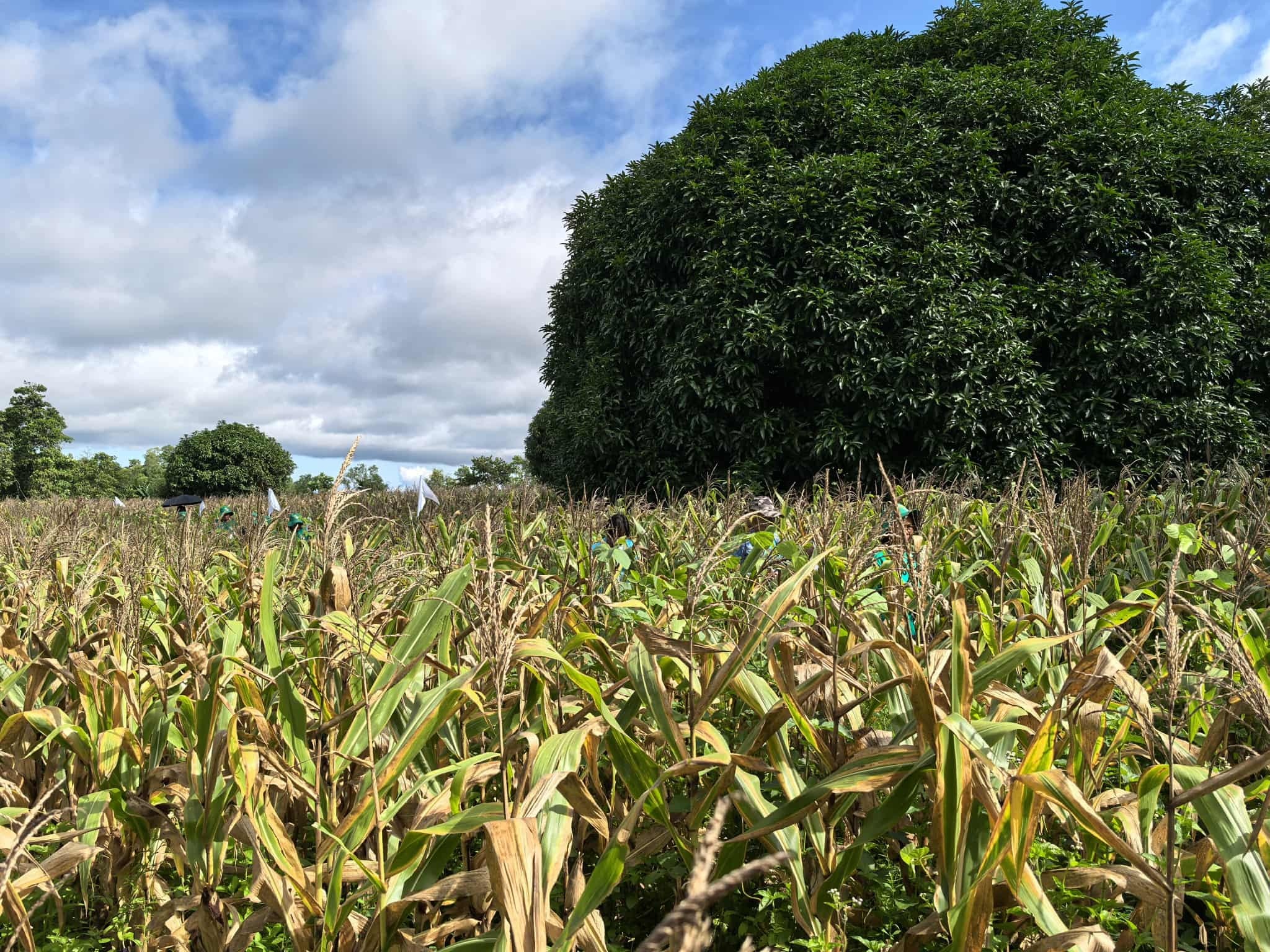 Iloilo leads WV corn production growth - Iloilo Metropolitan Times